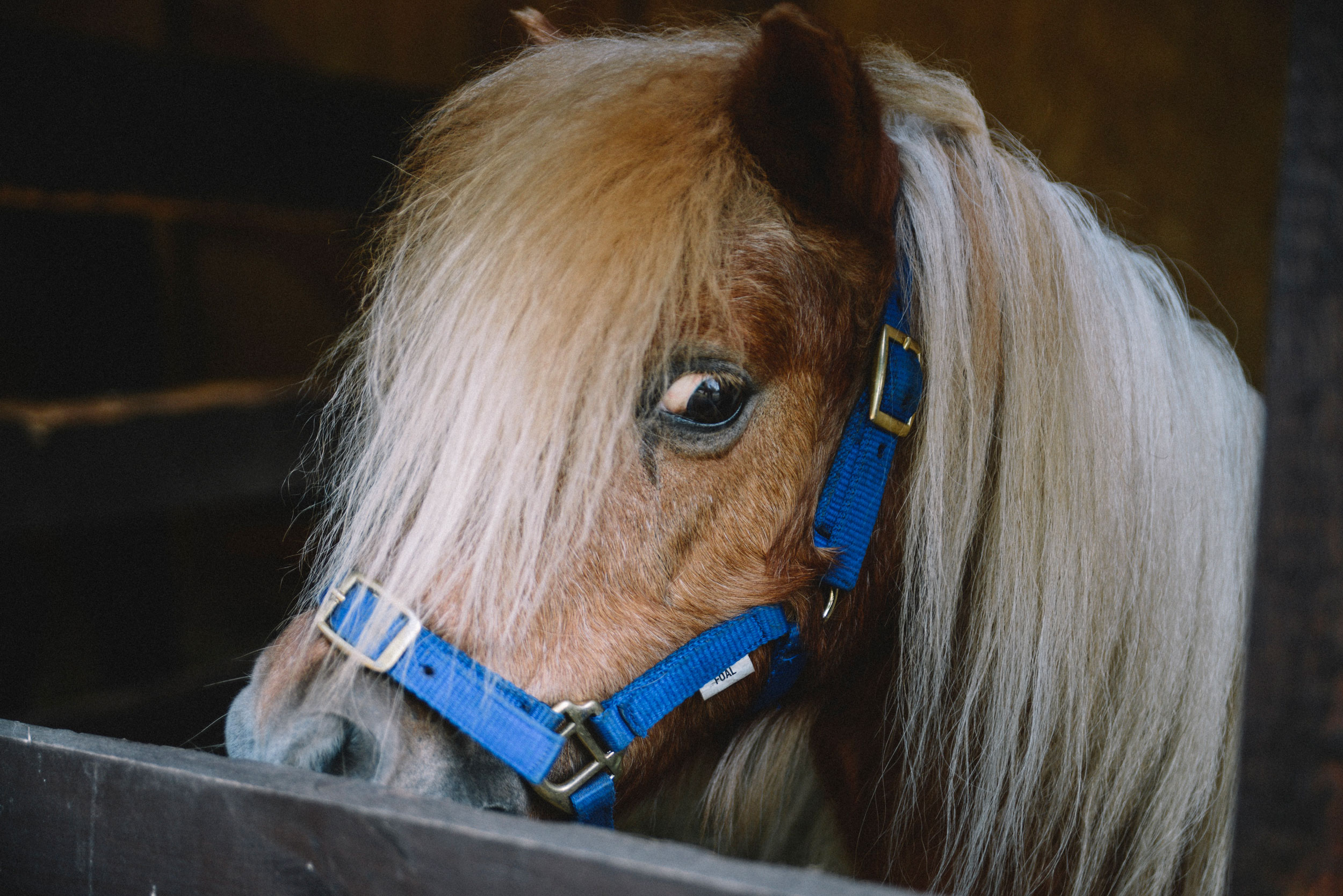 BABY PONEY (3 / 4 ans) » Haras du Forest